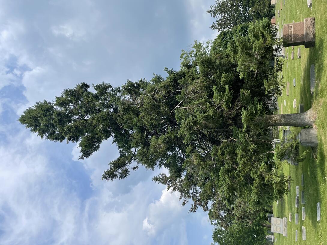 White Spruce | CMP Tree Selection Tool